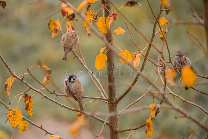 Tree Sparrows Sit on a Branch on a Tree in Autumn. Bird Watching and ...