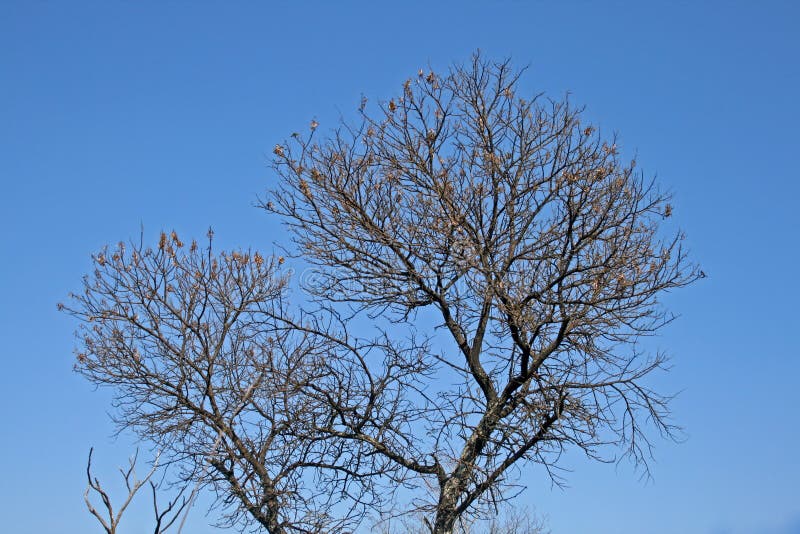 TREE with SPARSE DRY FOLIAGE Stock Photo - Image of environment ...