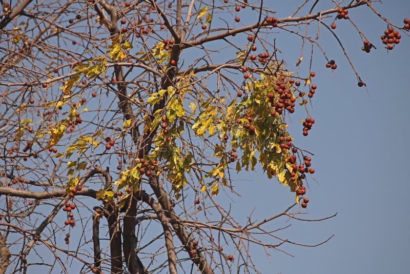 TREE with SPARSE LEAVES and ROUND SEEDS AGAINST BLUE SKY Stock Photo ...