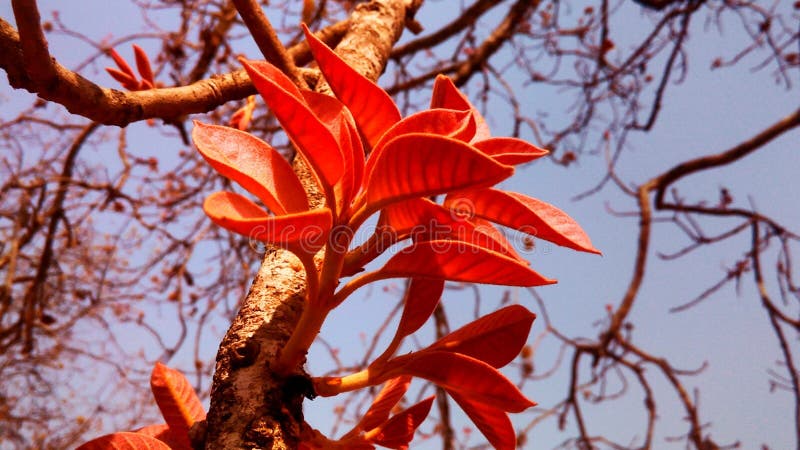 Tree stock image. Image of tree, special, mahula, indian - 91012621
