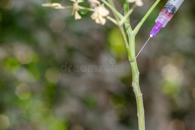 A Tree Specialist is Injecting a Tree and Taking Care of Them Stock ...