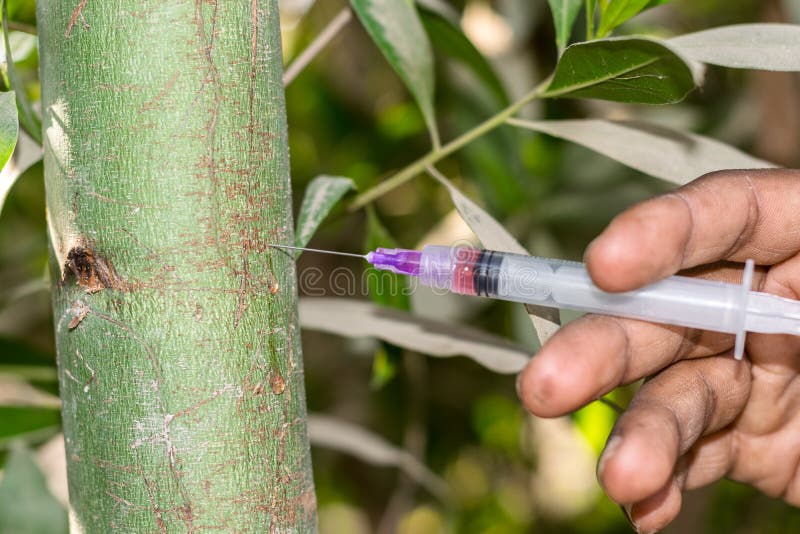 A Tree Specialist is Injecting a Tree and Taking Care of Them Stock ...