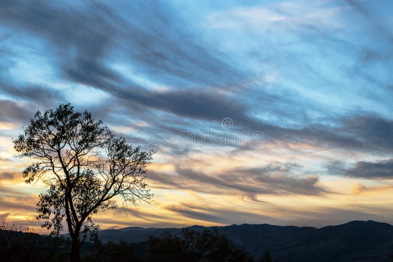Tree at Spectacular Sunset in a Mountains. Horizon Panorama with a ...