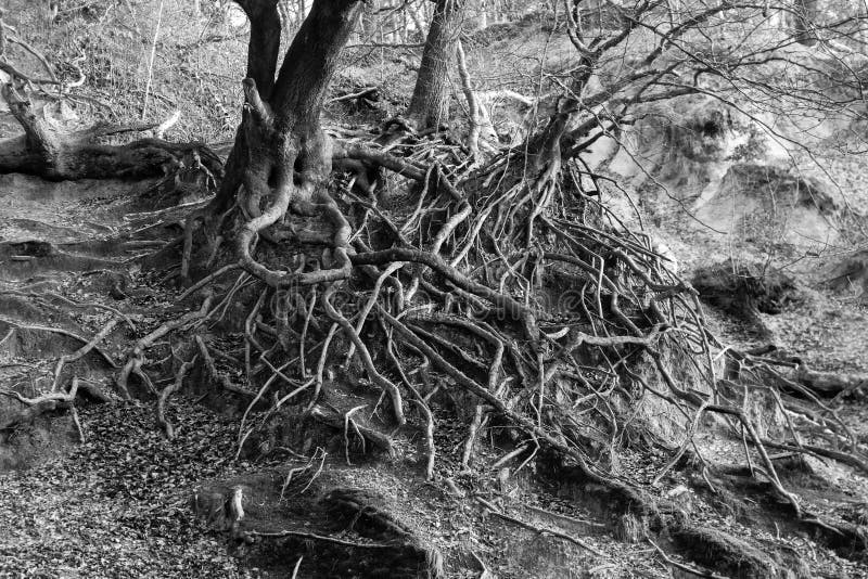 Tree Spices Lie Free of the Earth Stock Photo - Image of foliage, brown ...