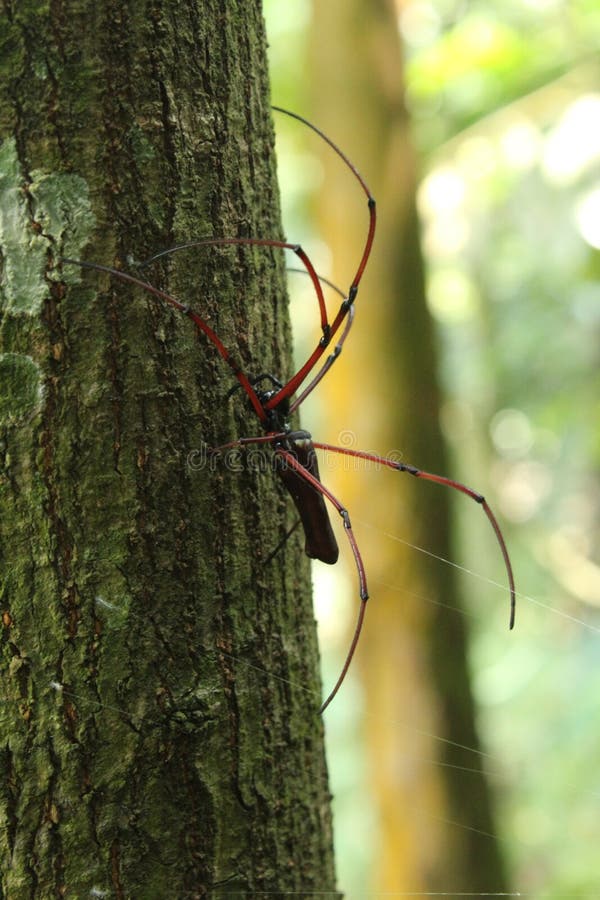 A tree spider stock image. Image of tree, rural, nest - 249448357