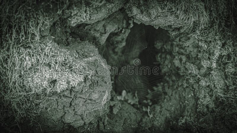 Tree with a Spider Web Inside Stock Image - Image of musk, spider ...
