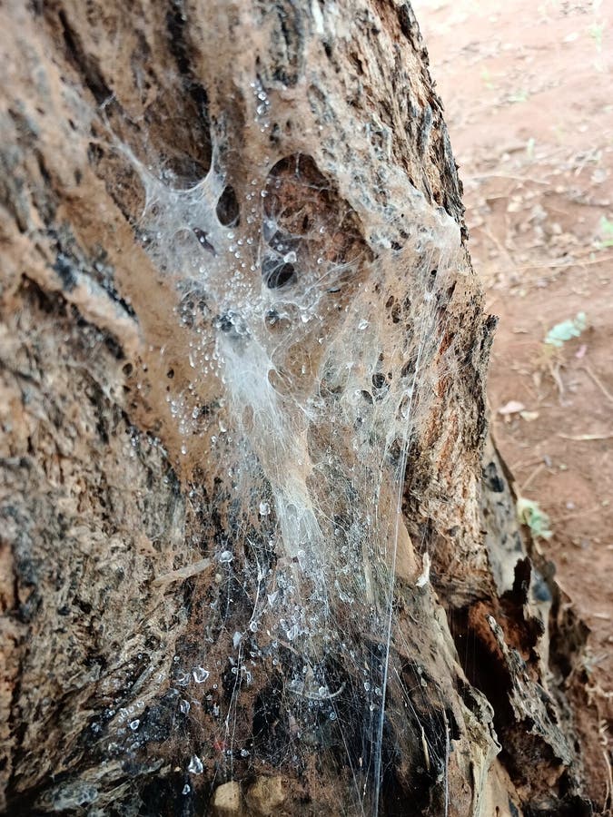 Tree with a Spider Web on it. Stock Image - Image of geology, wall ...