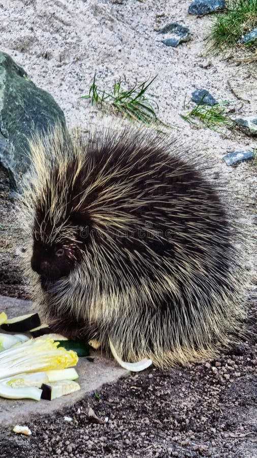 Tree Spike Urson Erethizon Dorsatum on the Ground while Eating ...