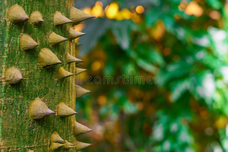 Spikes Tree. Branch With Thorns. Abstraction Of Thorns. Nature. Stock ...