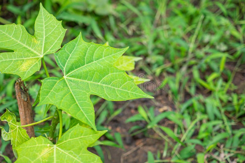Cnidoscolus Chayamansa Isolated on White Stock Image - Image of white ...