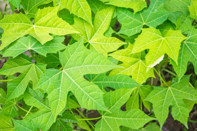 Tree Spinach Cnidoscolus Chayamansa McVaugh is a Very Nutritious ...