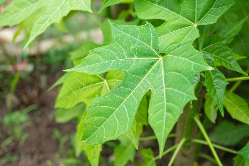 Cnidoscolus Chayamansa Isolated on White Stock Image - Image of white ...