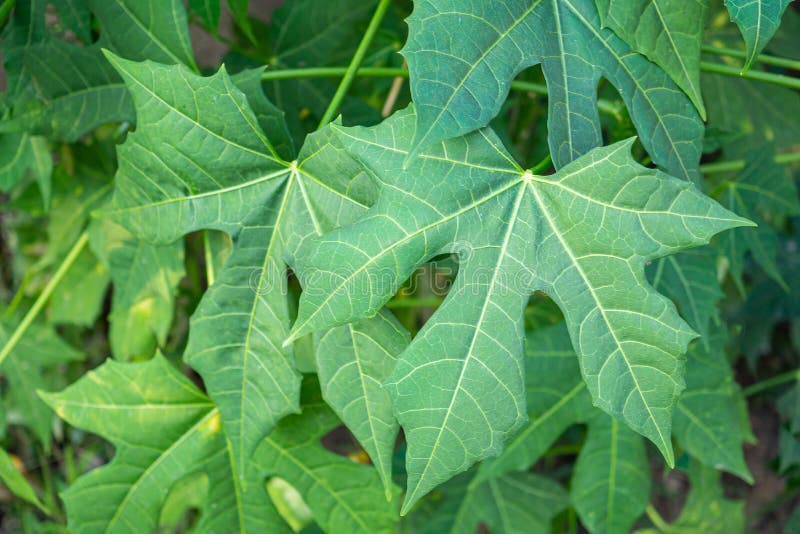 Tree Spinach is Scientifically Named Cnidoscolus Chayamansa McVaugh a ...