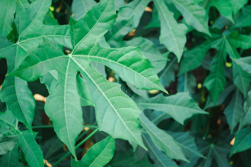 Tree Spinach is Scientifically Named Cnidoscolus Chayamansa McVaugh a ...