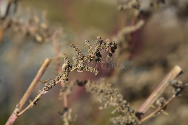 Tree spinach stock image. Image of botany, lambsquarters - 346031775