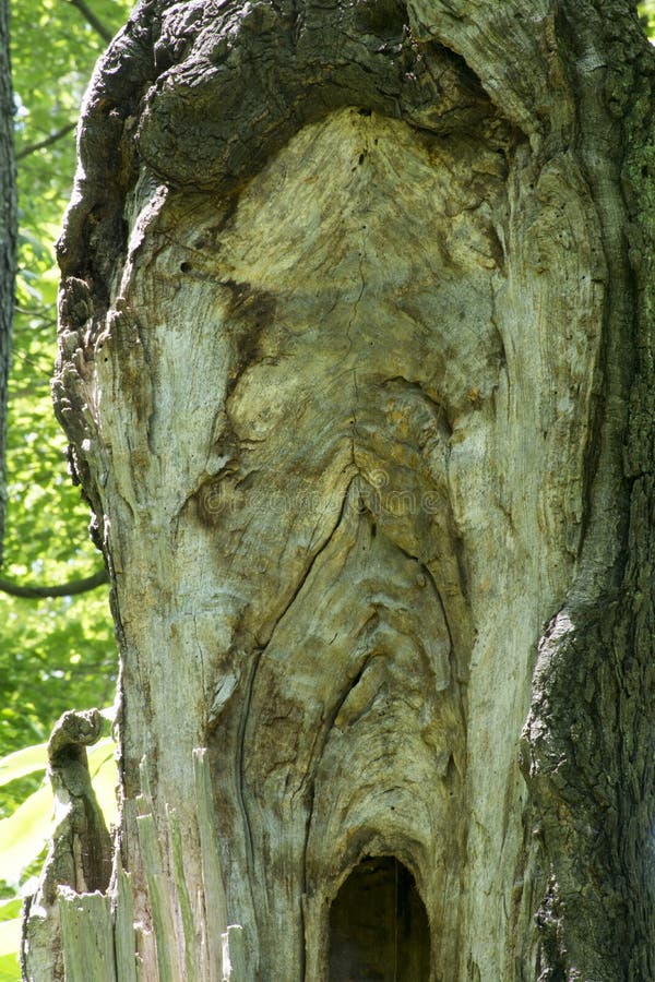 Split Tree with Figure Inside Stock Photo - Image of inside, discolored ...