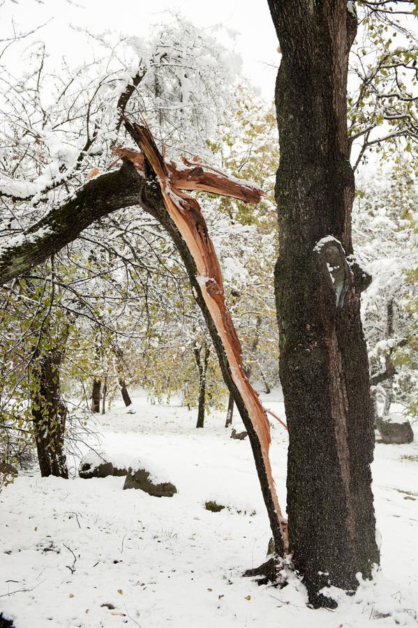 Tree Split Down the Center after Lightning Strike Stock Photo - Image ...