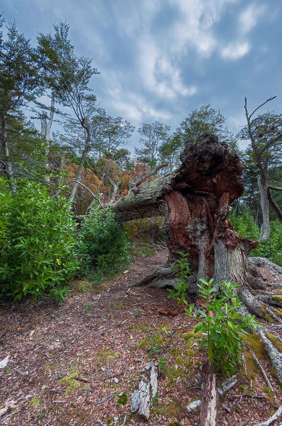 Tree Split by Lightning in the Forest. Ushuaia, Patagonia Argentina ...