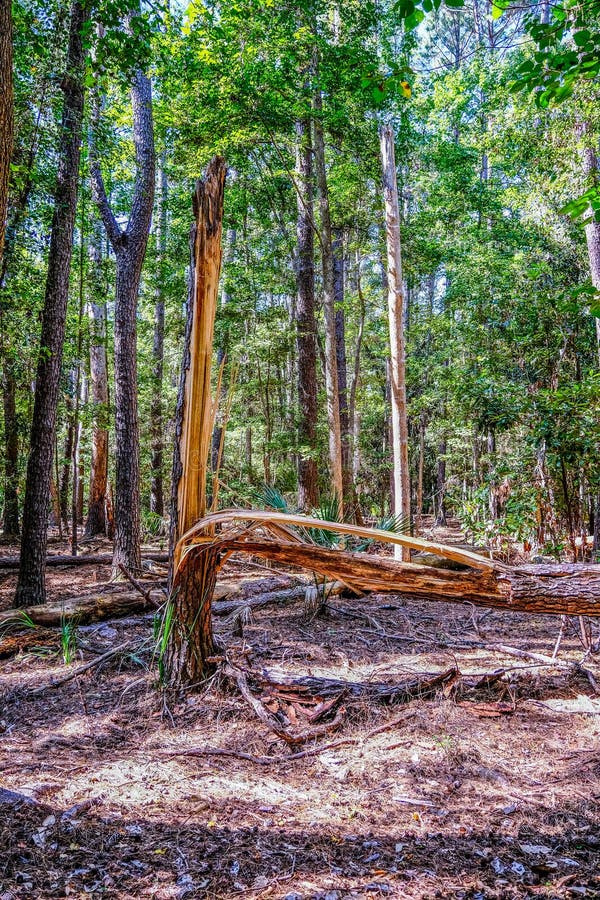 Tree Split by Storm Damage in Forest Stock Image - Image of forest ...