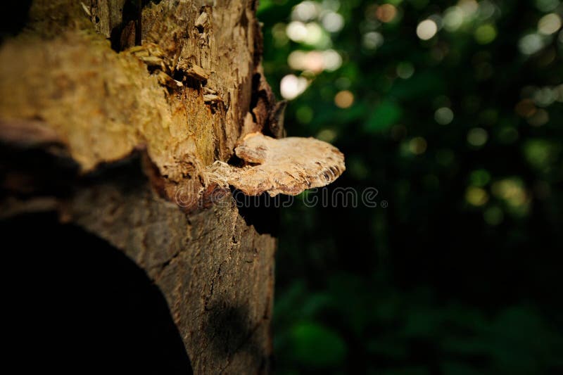 Tree Sponge or Agaric in a Forest Stock Photo - Image of edible, sponge ...