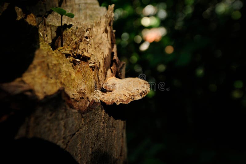 Tree Sponge or Agaric in a Forest Stock Photo - Image of biodiversity ...