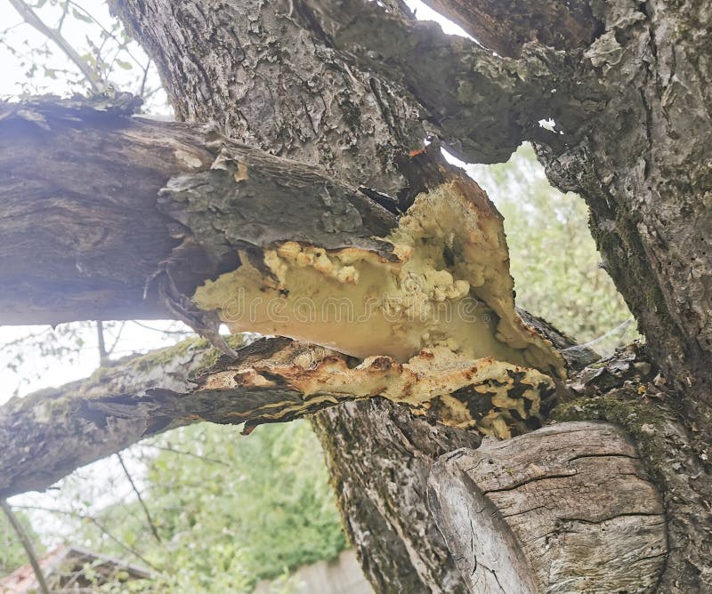 Tree Sponge Growing on an Old Stump Stock Photo - Image of tree, botany ...