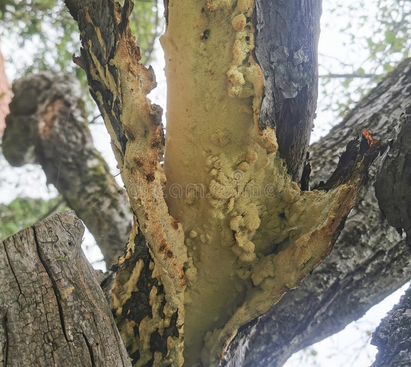 Tree Sponge Growing on an Old Stump Stock Image - Image of species ...