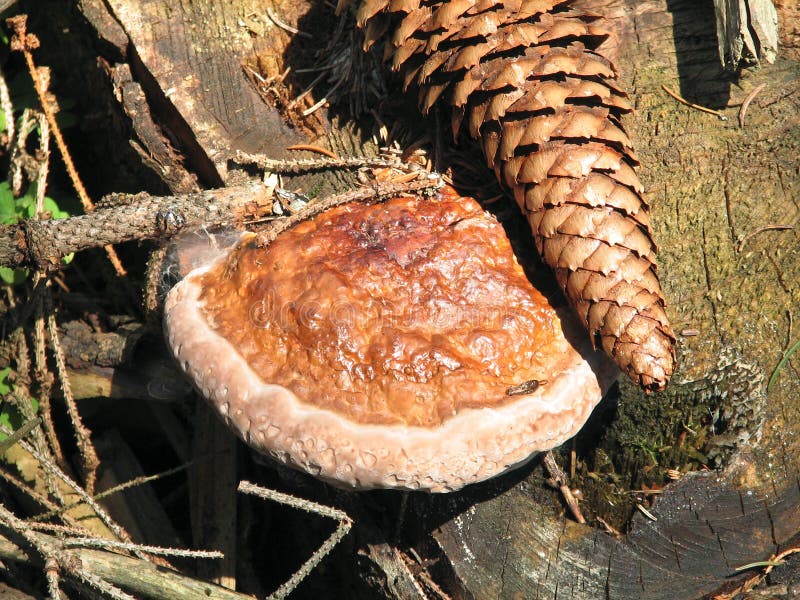 Tree sponge stock image. Image of mushroom, sponge, root - 97210519