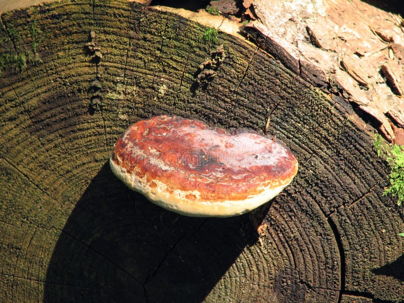 Tree sponge stock photo. Image of summer, mushrooms, mushroom - 97210750