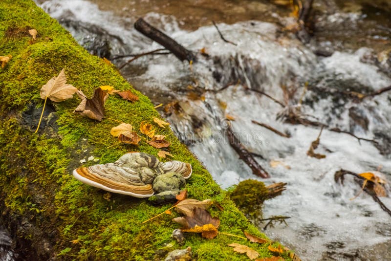 Tree Sponge and Leaves on a Tree Trunk with Green Moss Stock Image ...