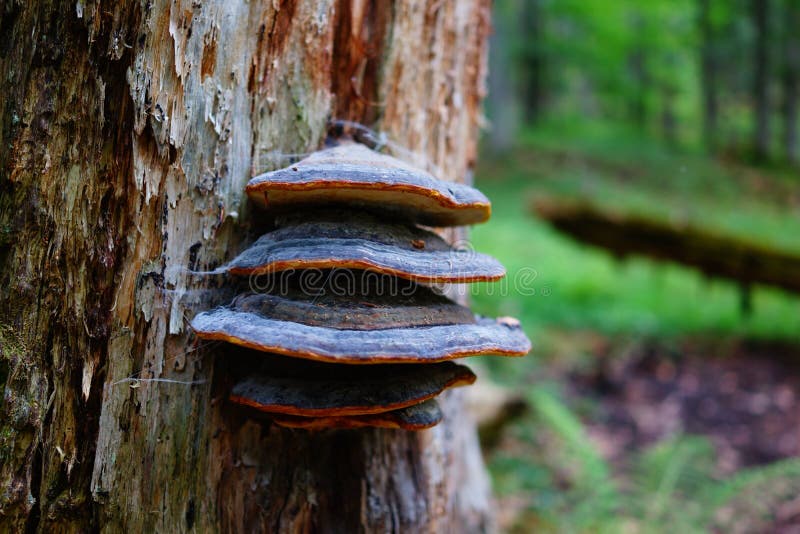 Tree sponge stock image. Image of maple, natural, mountain - 87877375