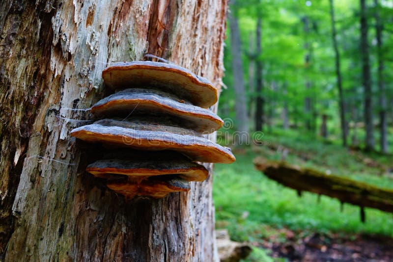 Red Tree Sponge Underwater in Caribbean Coral Reef Stock Photo - Image ...