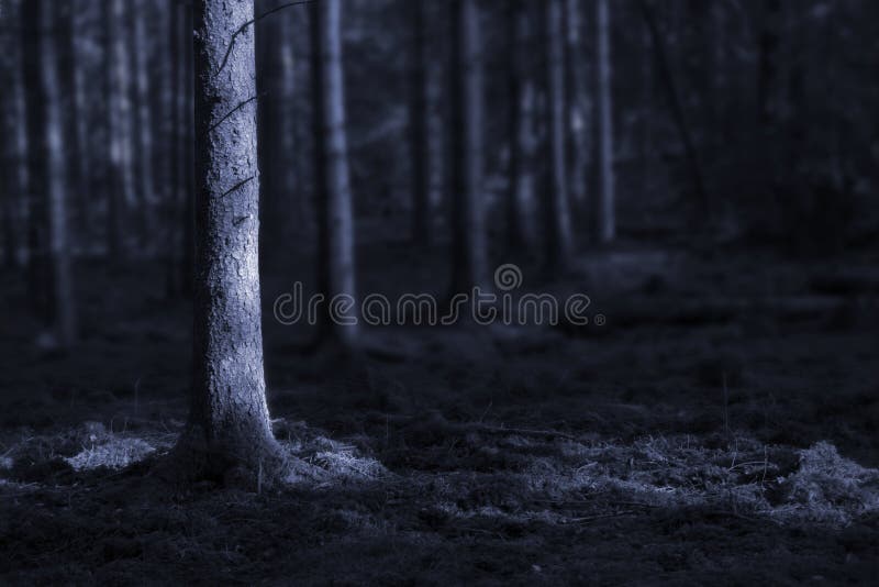 Spooky blue forest stock image. Image of nature, natural - 28383109