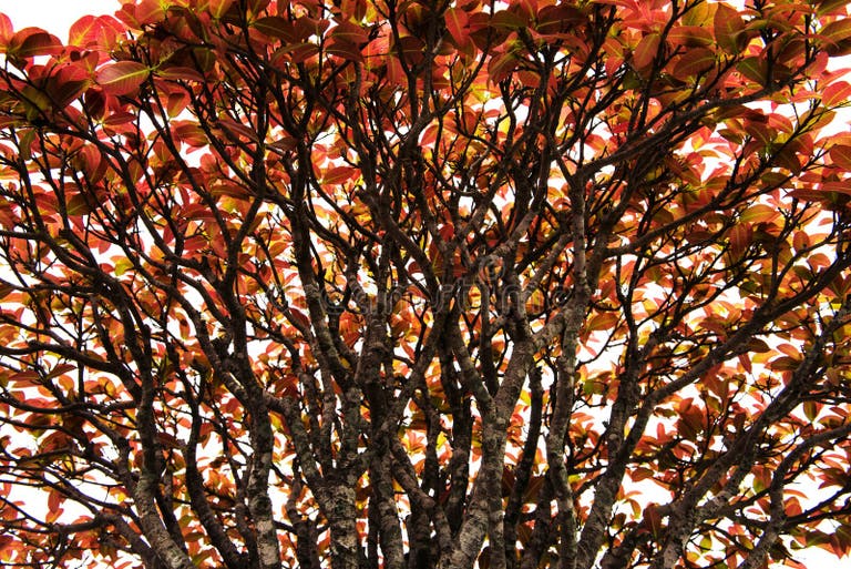 1,082 Spread Big Red Stock Photos - Free & Royalty-Free Stock Photos ...