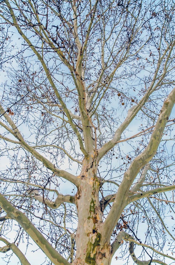 Tree with spread branches stock image. Image of light - 37704507