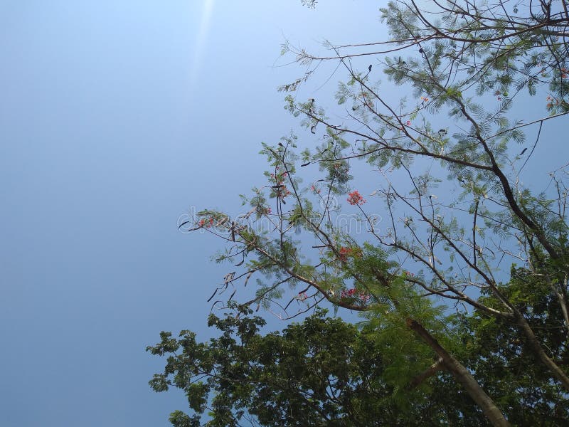 Tree Spread Out Under the Sky. Stock Image - Image of blue, tree: 144456945