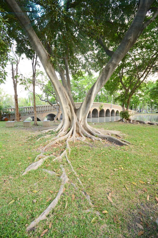 Tree with spread root stock image. Image of closeup, ground - 75411747