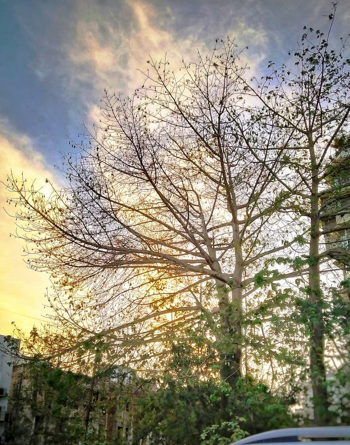 Tree Spreading Branches Widely In The Park Forest At The Spring Daytime ...