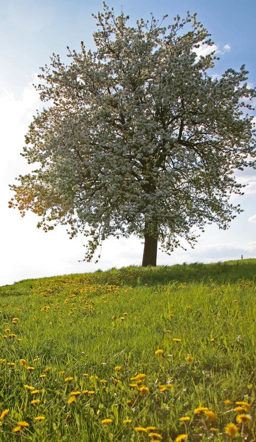 Tree in spring stock photo. Image of blossom, smooth, plant - 749572