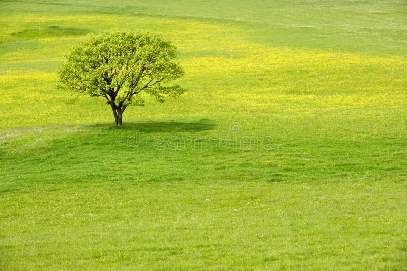Tree in a Spring Blossom Meadow Stock Image - Image of grass, nature ...
