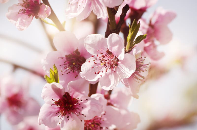 Tree Spring Blossom stock photo. Image of pure, beautiful - 39493774