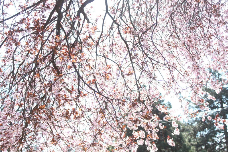 Tree in Spring Colors in the Park Stock Photo - Image of colors, green ...