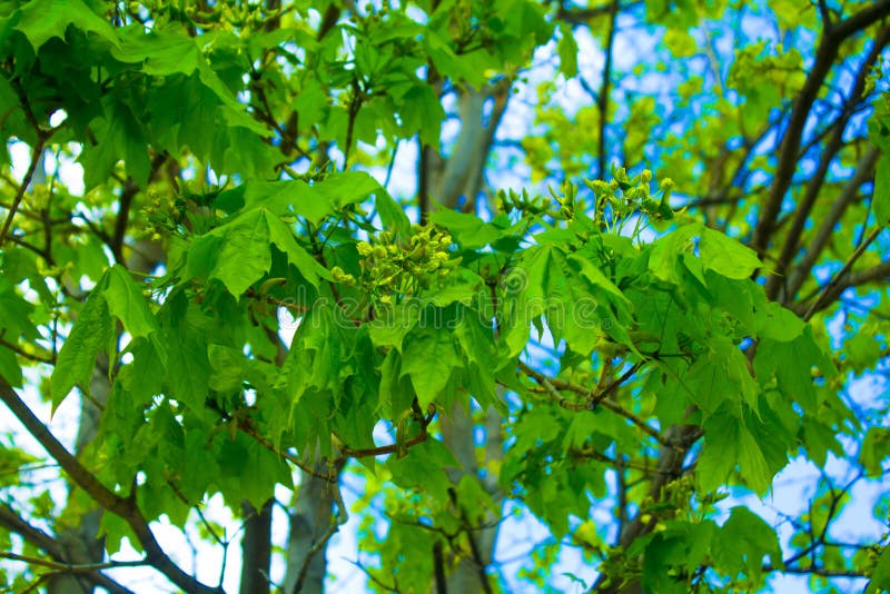 Tree stock image. Image of spring, leaves, tree, seeds - 91817211