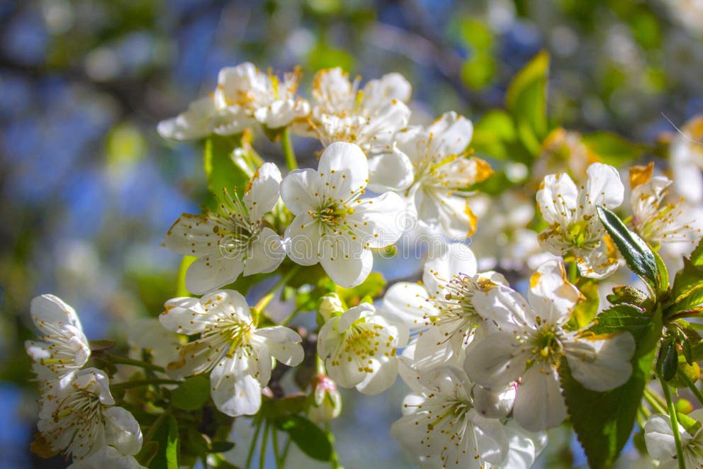 Tree stock photo. Image of colorful, blossom, spring - 91821918
