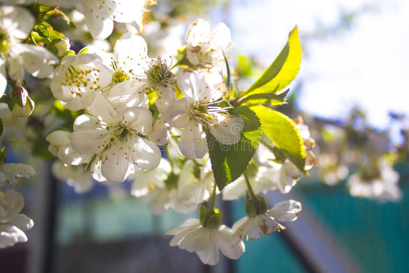 Tree stock image. Image of plant, fruit, colours, tree - 91821983