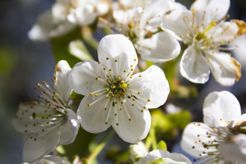 Tree stock image. Image of nature, bloom, blossom, floral - 91822285