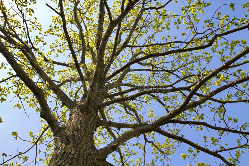 Tree in spring stock image. Image of green, tree, beginning - 89264841