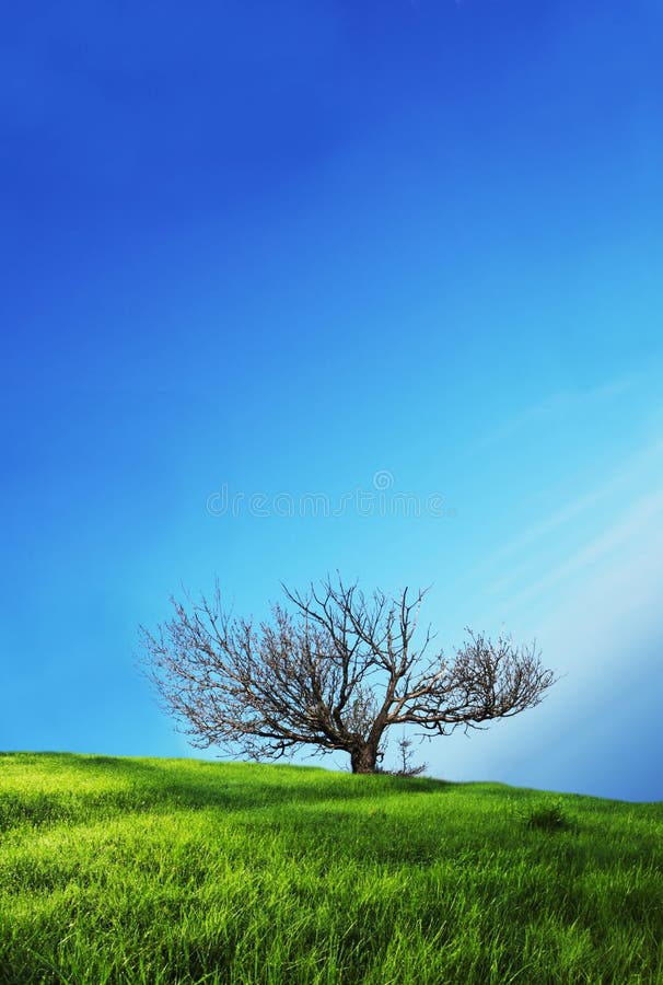 Tree stock photo. Image of woodland, season, outdoor - 54194826