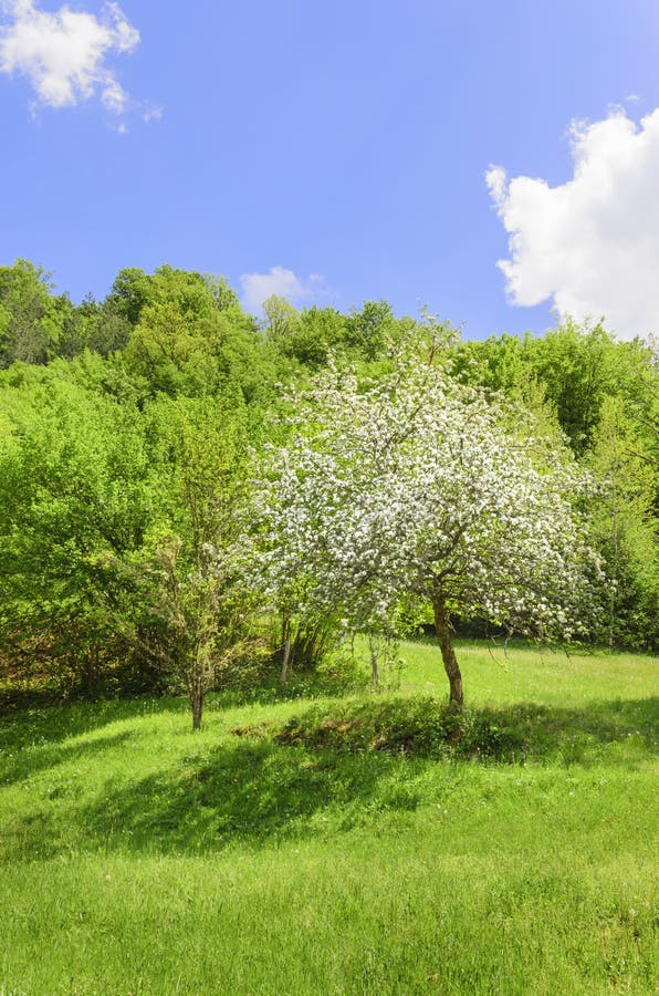 Tree in Spring Green Meadow with White Blossoms Stock Photo - Image of ...
