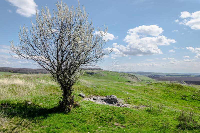 Tree in Spring Landscape stock image. Image of landscape - 24495919